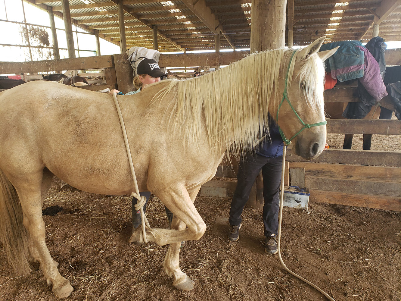 Alternative methods to release 1st rib - Holistic Horse Works Club